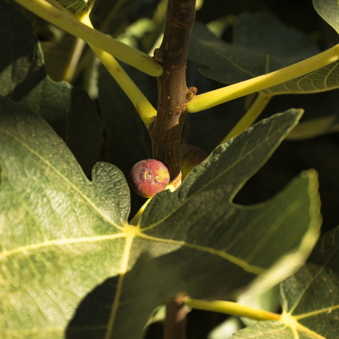 Fig Trees Newport | Little Miss Figgy Fruit Trees – The Imagination Shop